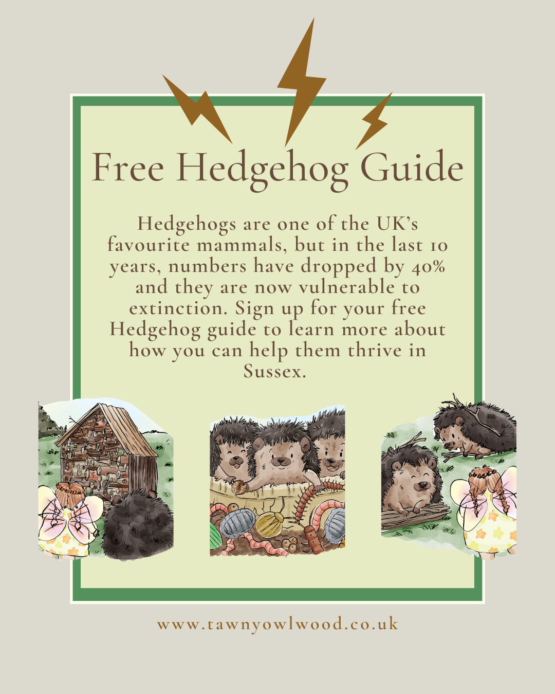 Hedgehogs have declined by 40%. How can we help them thrive